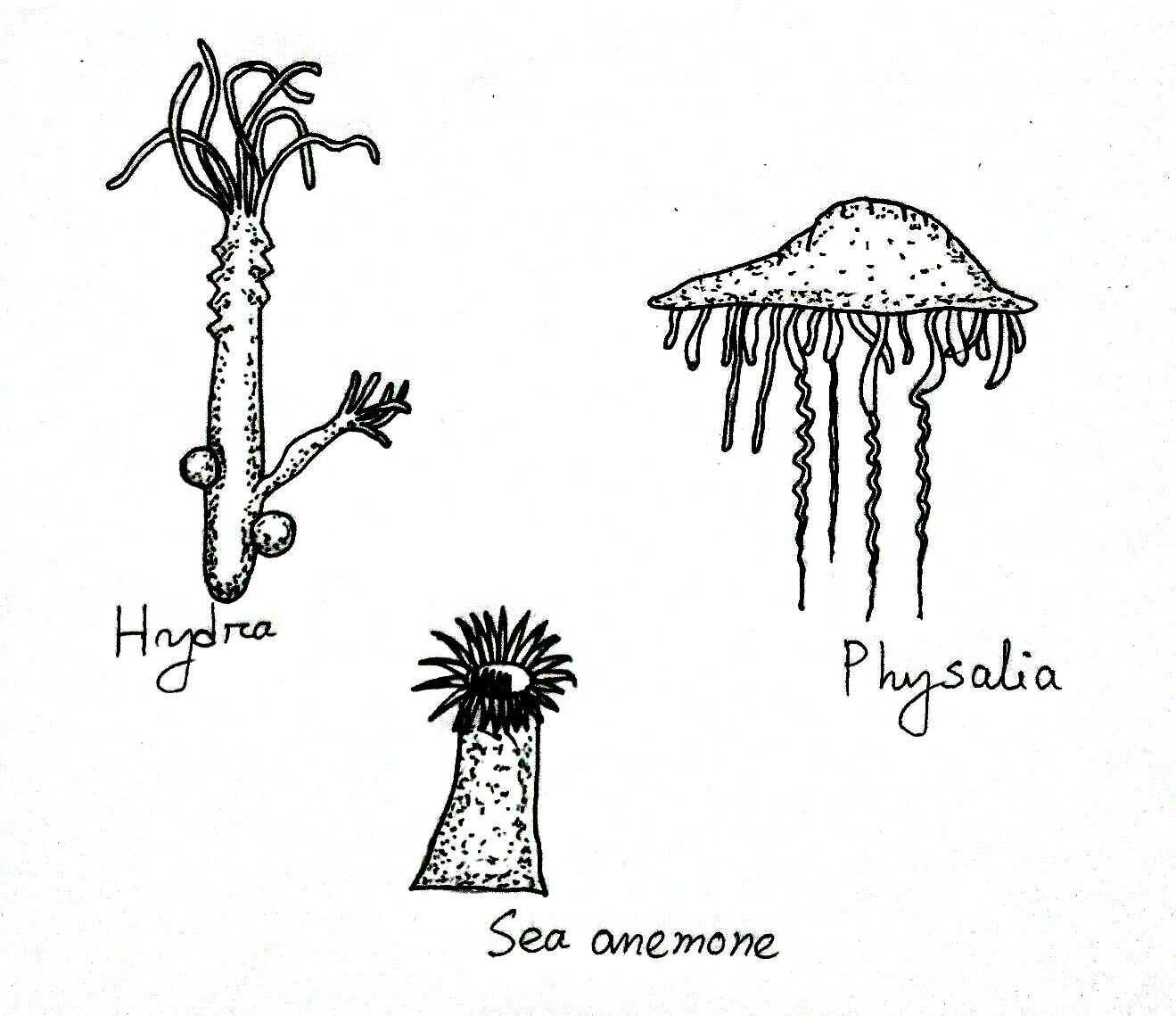 Cnidaria Definition Characteristics Examples