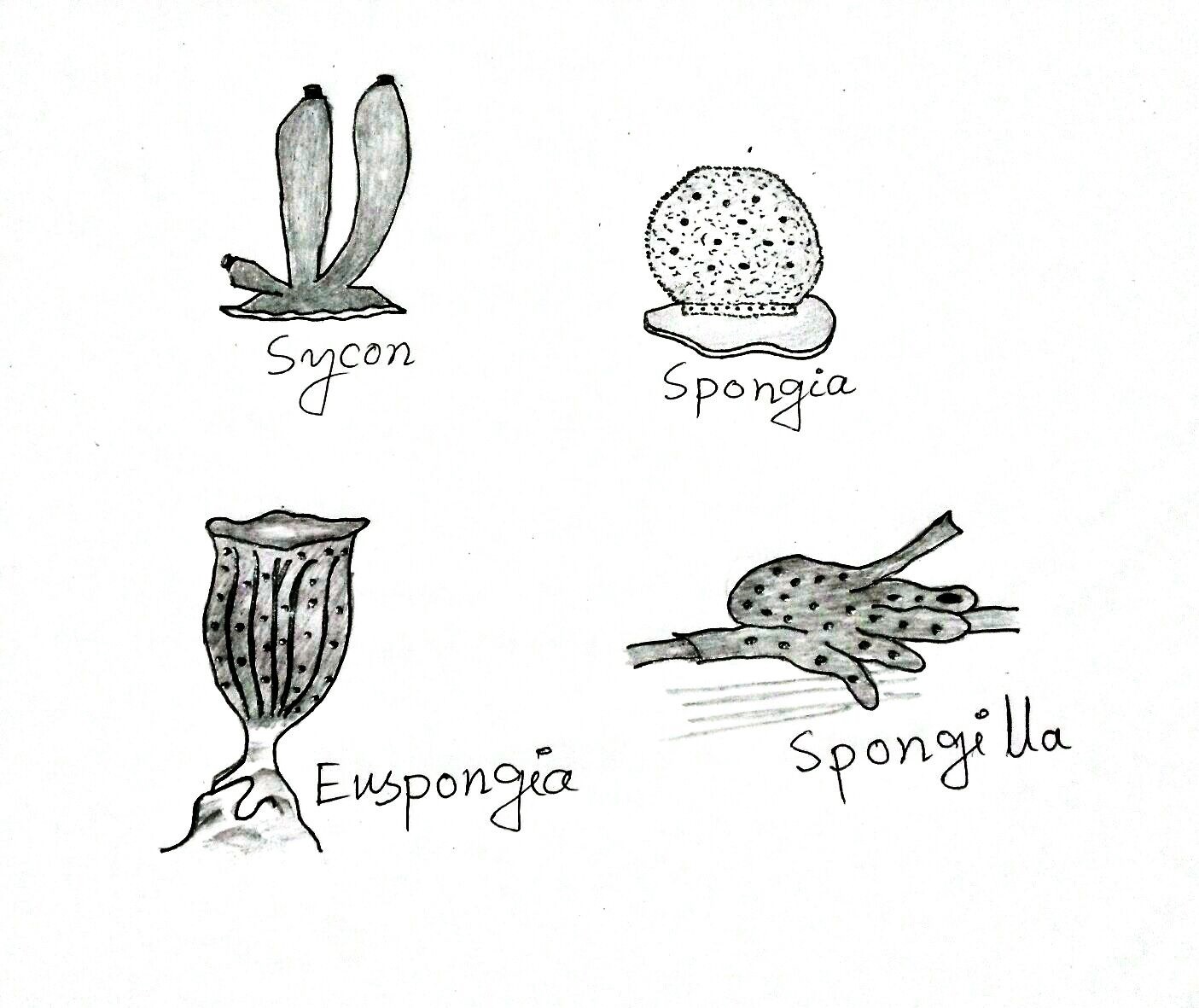 Porifera Definition General Account Examples