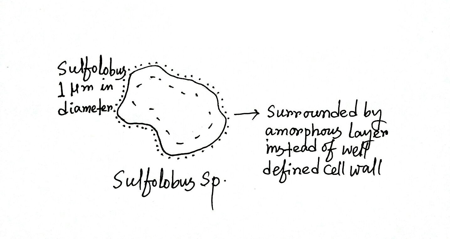 Archaebacteria: Definition, General Account, Classification