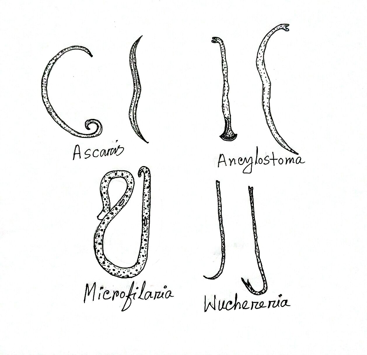 Definition Of Aschelminthes Biology Learner