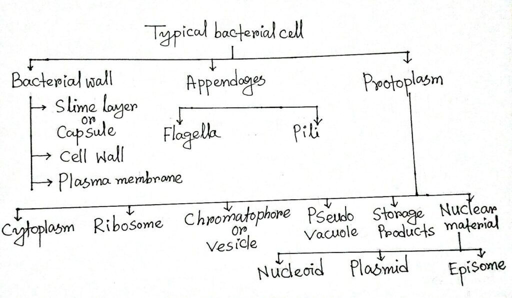 Structure And Function Of A Typical Bacterial Cell With Diagram Structure And Function Of A Typical Bacterial Cell With Diagram