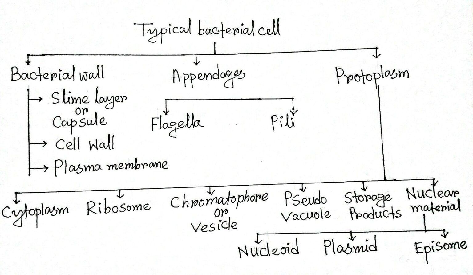 Structure and Function of a Typical Bacterial Cell with Diagram