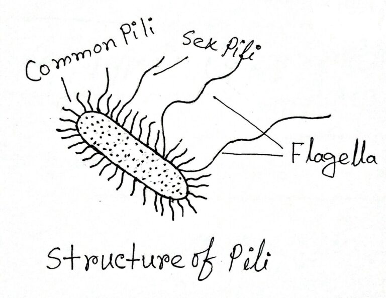 Structure and Function of a Typical Bacterial Cell with Diagram