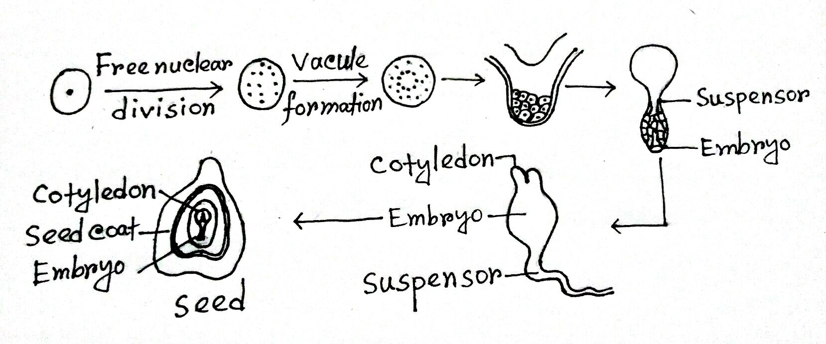 Cycadales: An Overview