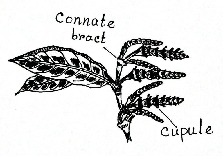 Gnetales: An Overview