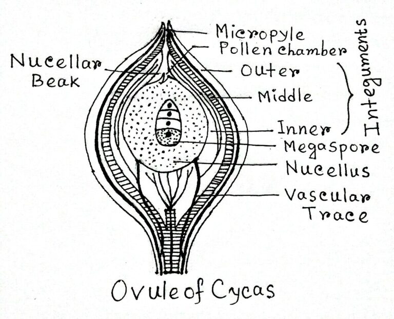 Cycadales: An Overview