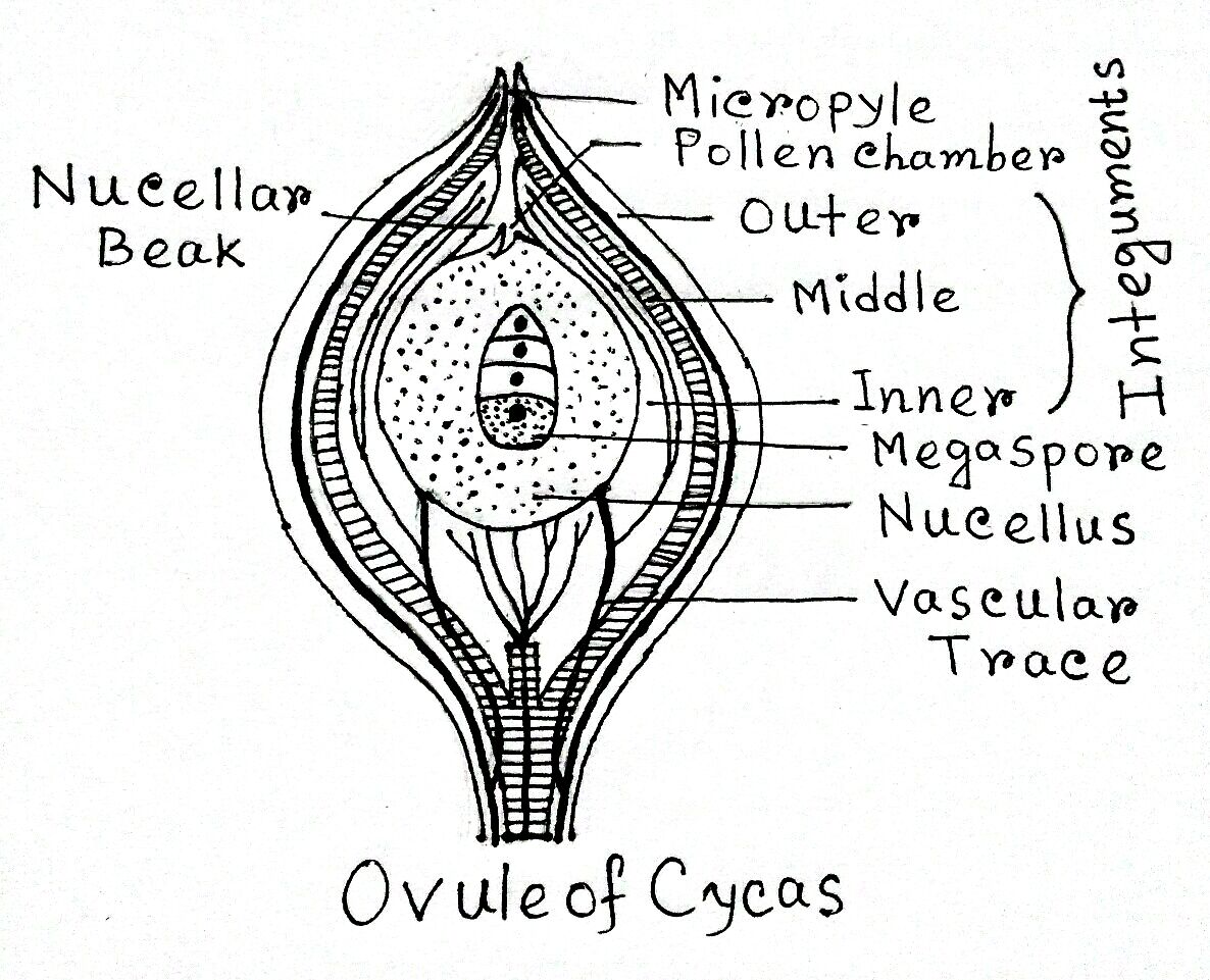 Cycadales: An Overview