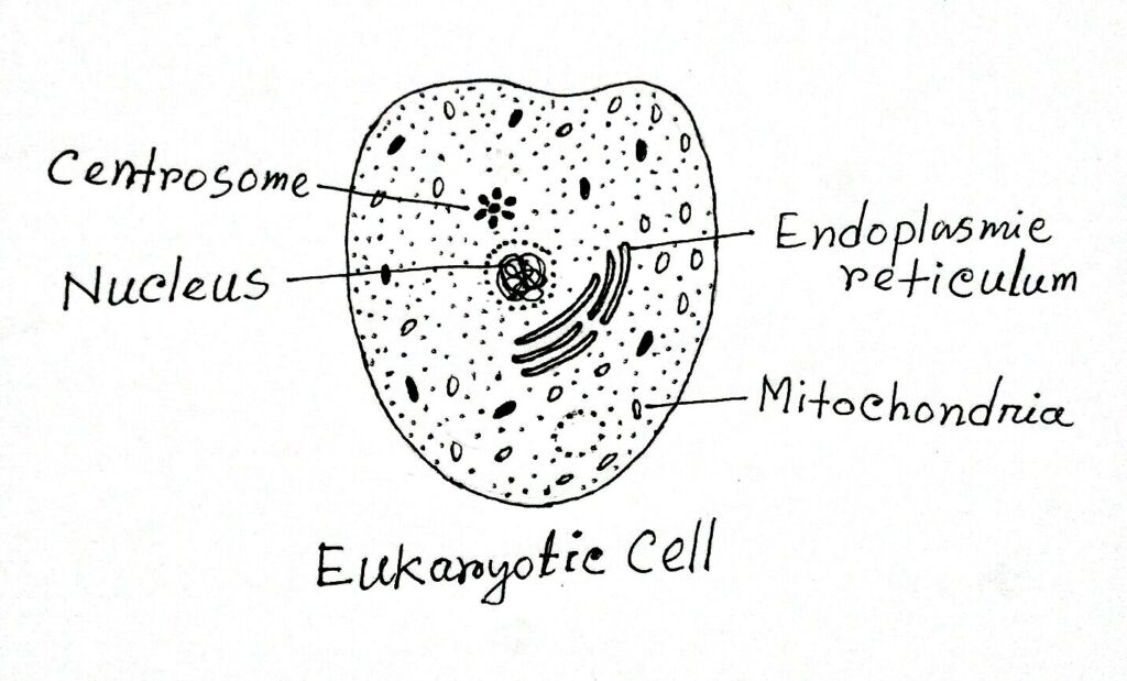 Eukaryotic Cell Definition Features Structure Examples Eukaryotic Cell Definition Features Structure Examples