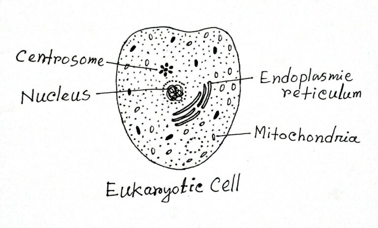 Eukaryotic Cell: Definition, Features, Structure, Examples