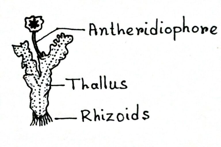 Marchantiales: Structure, Reproduction, Classification