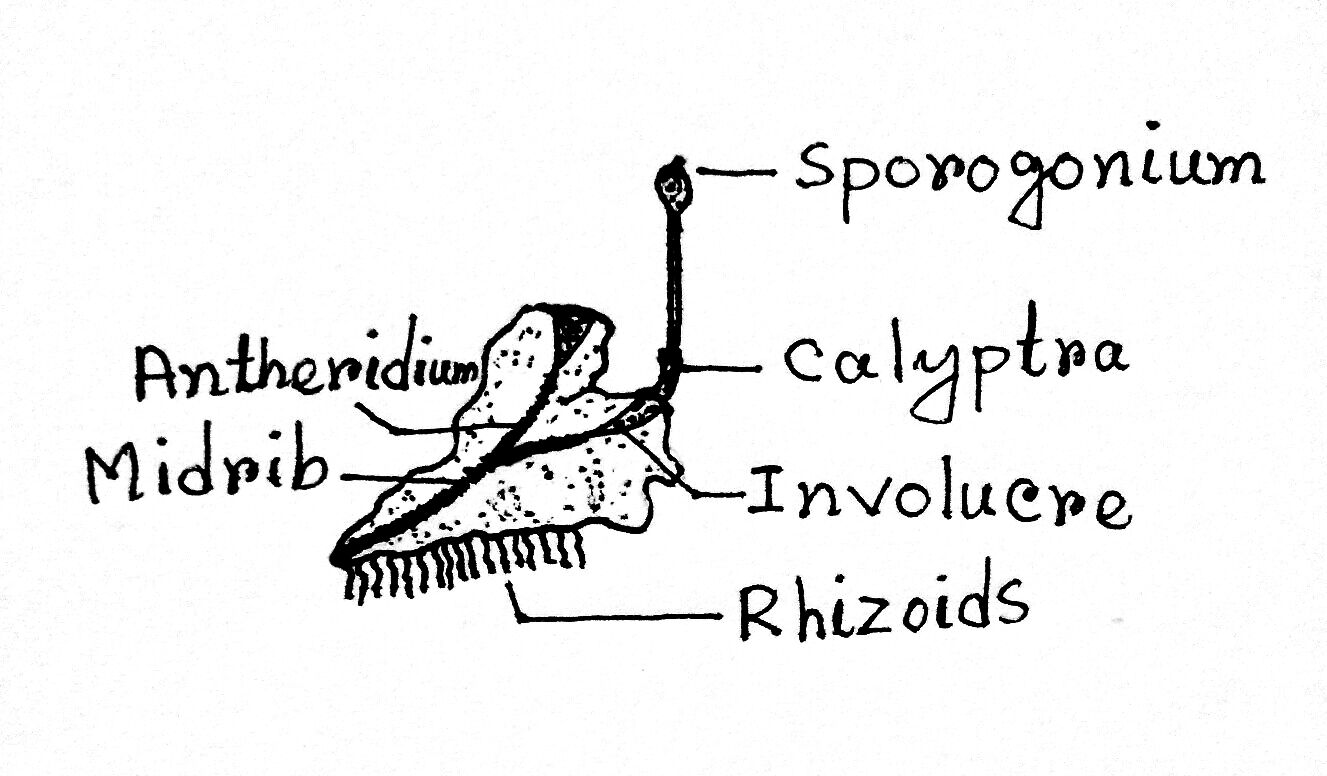 Jungermanniales: Morphology, Reproduction, Sporophyte Development