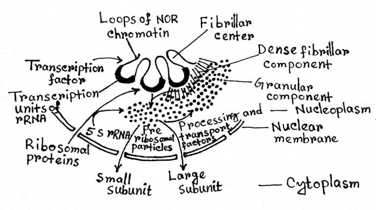 Nucleus: Definition, Structure, Functions