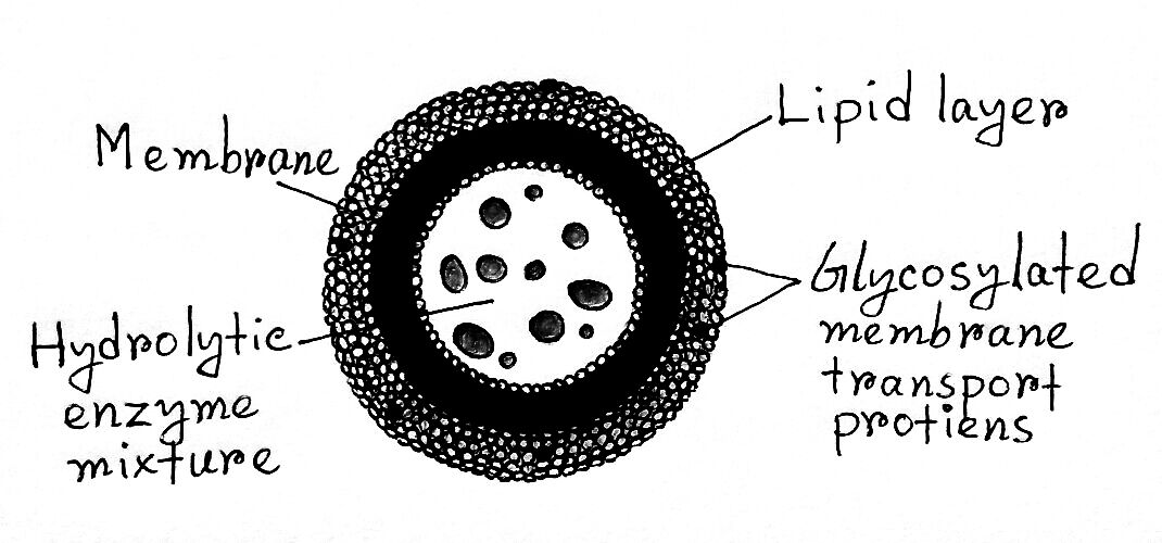 Lysosomes: Definition, Structure, Functions