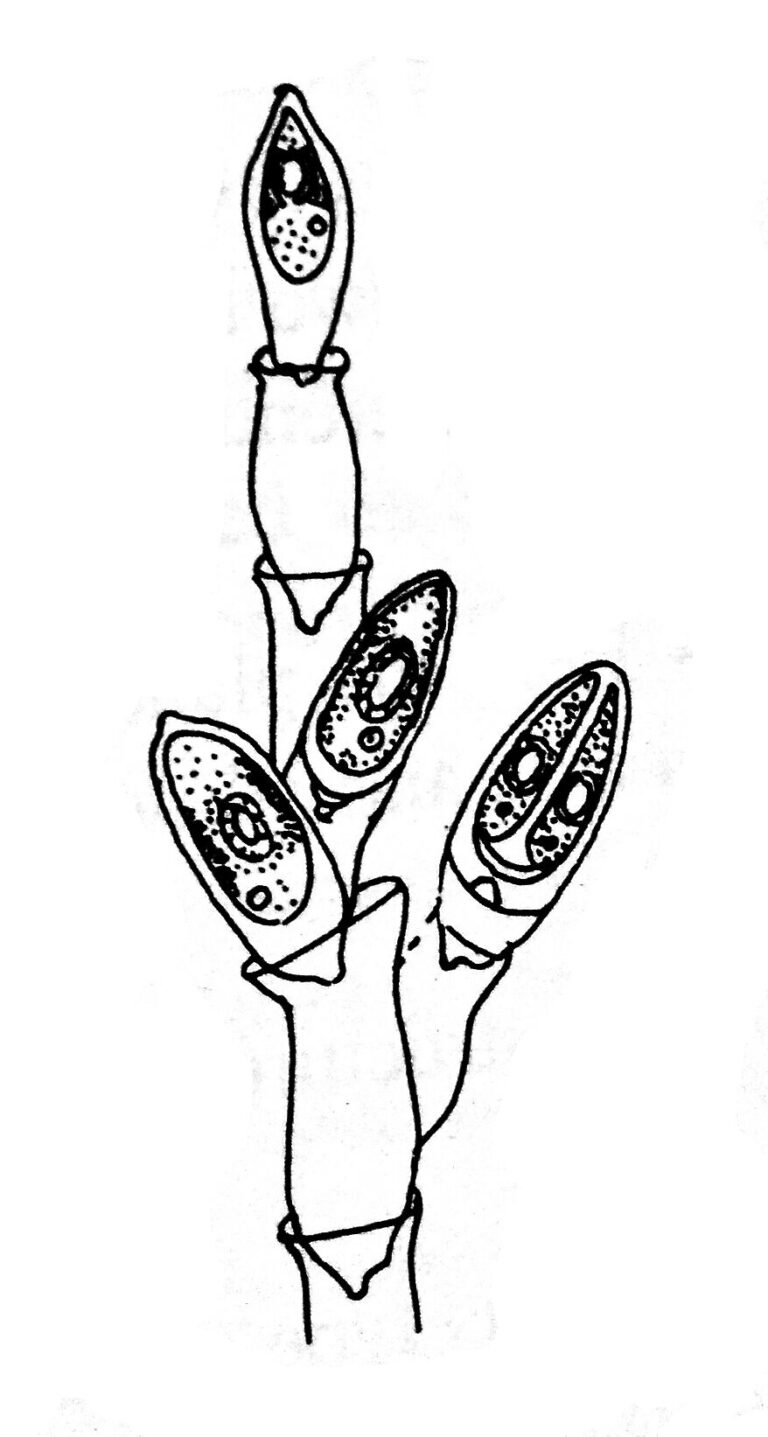 Thallus Organisation in Algae