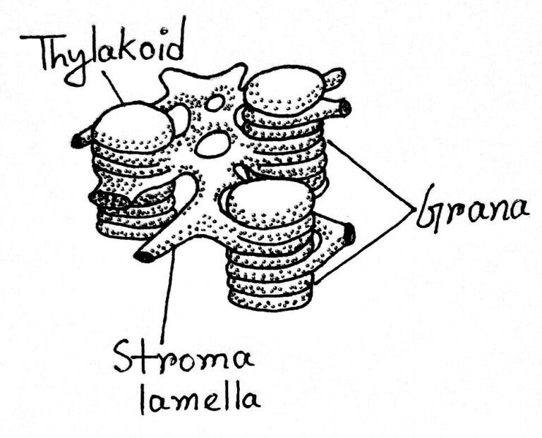 Chloroplasts: Definition, Structure, Functions