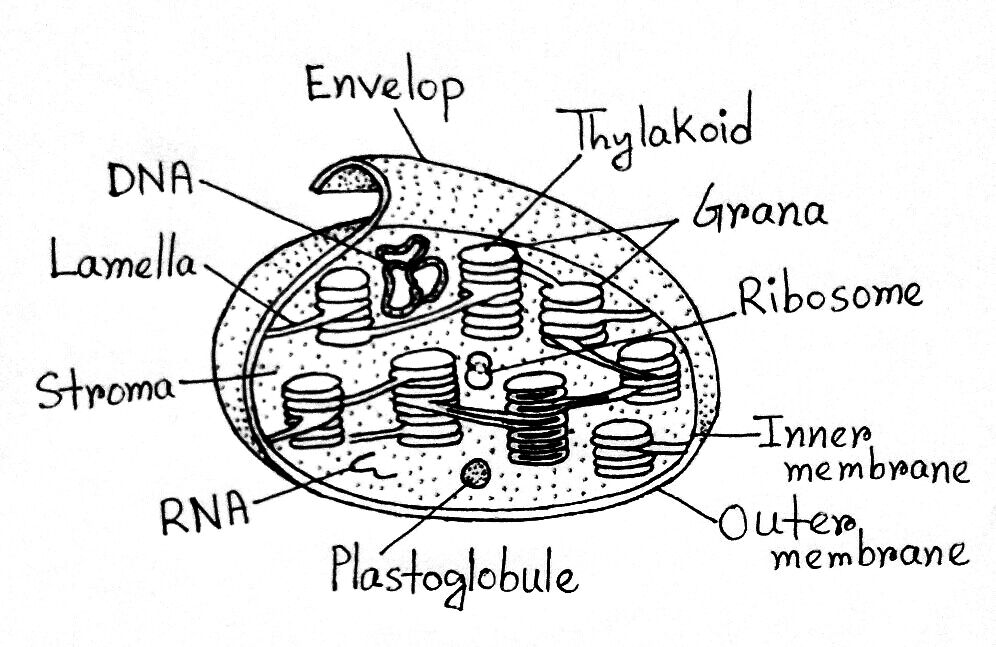 Chloroplasts Definition Structure Functions Chloroplasts Definition Structure Functions
