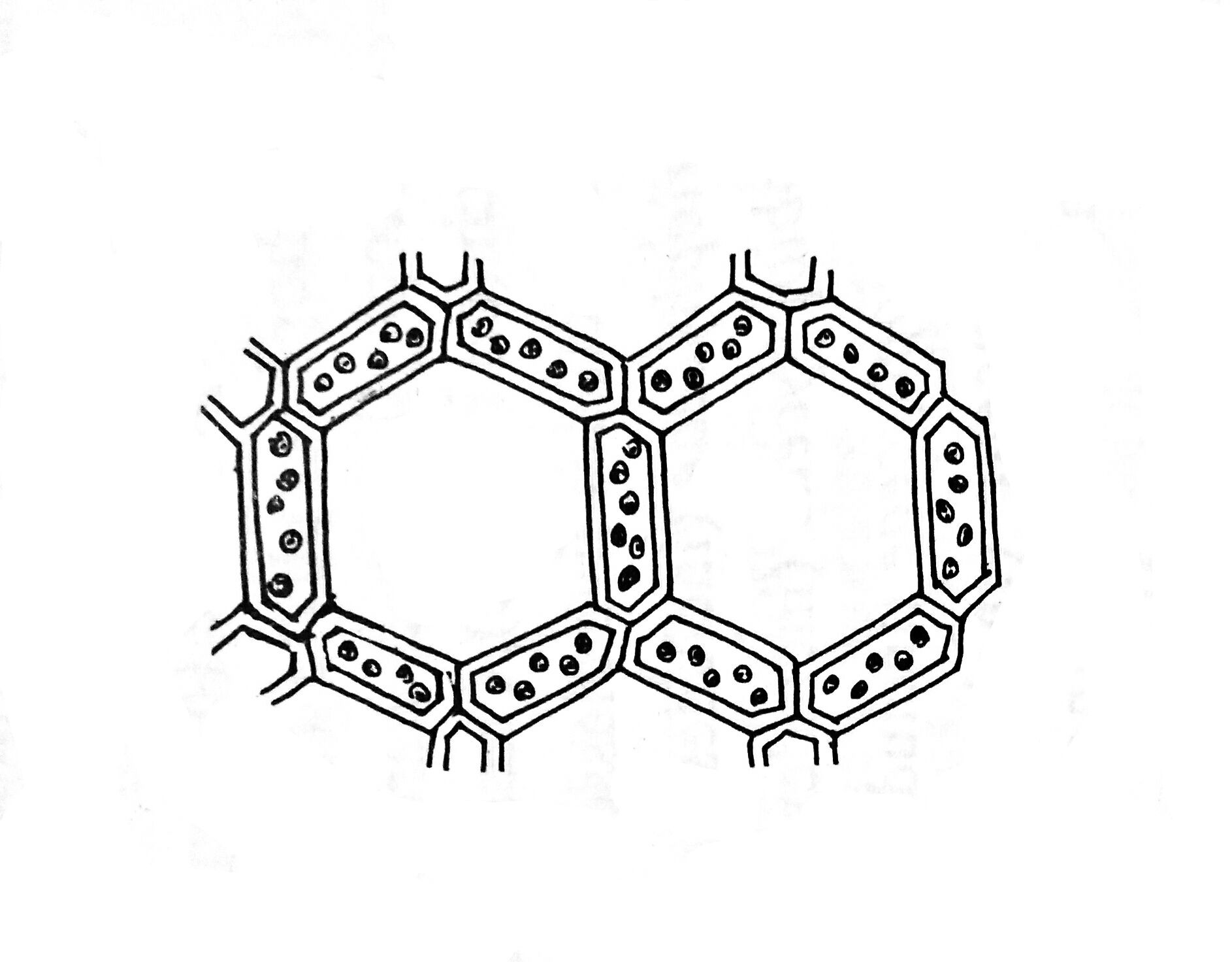 Thallus Organisation in Algae