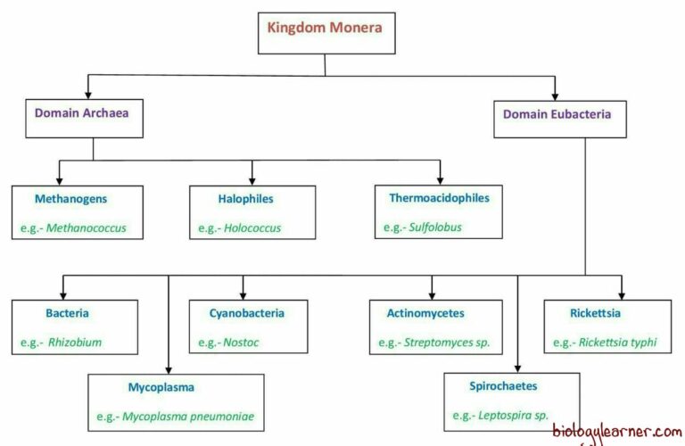Monera: Definition, Salient Features, Classification Monera: Definition, Salient Features, Classification