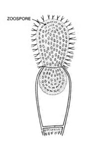 Xanthophyta (Yellow Green Algae): An Overview