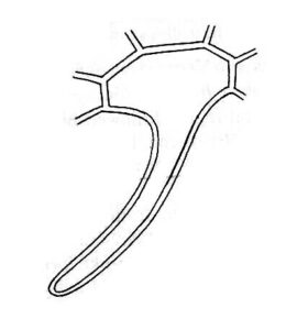 Structure of Riccia with Diagram