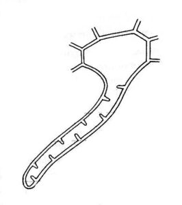 Structure of Riccia with Diagram