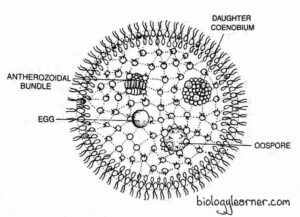 Volvox: Features, Occurrence, Structure, Reproduction