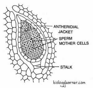 Riccia: Distribution, Structure, Reproduction