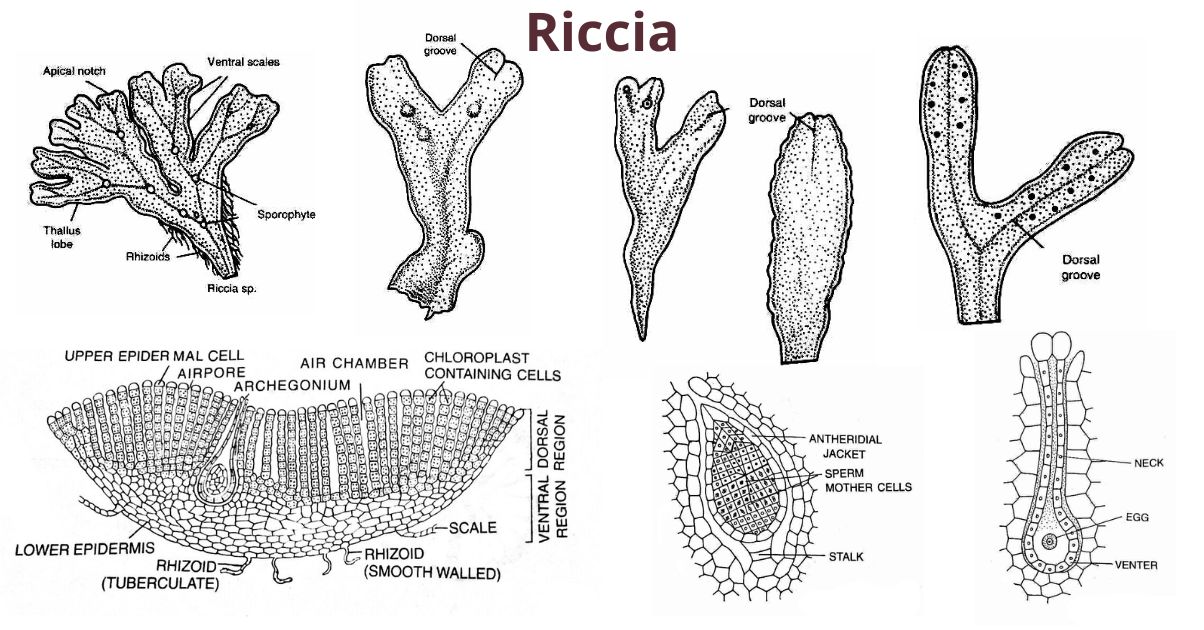 Riccia: Distribution, Structure, Reproduction