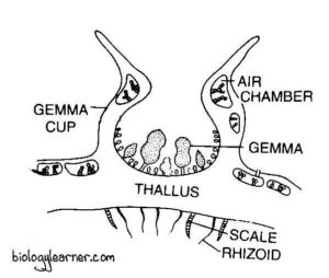 Marchantia: Distribution, Structure, Reproduction