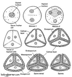 Riccia: Distribution, Structure, Reproduction