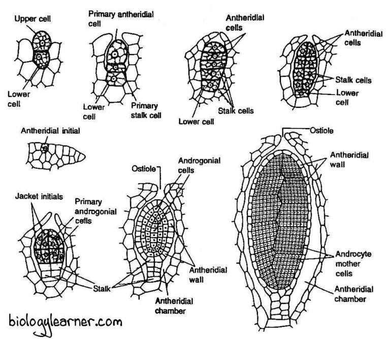 Marchantia: Distribution, Structure, Reproduction