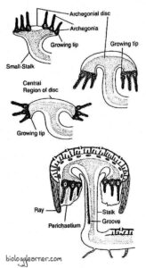 Marchantia: Distribution, Structure, Reproduction