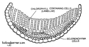 Polytrichum: Distribution, Structure, Reproduction