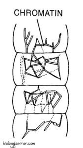 Oscillatoria: Features, Occurrence, Structure, Reproduction