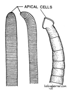 Oscillatoria: Features, Occurrence, Structure, Reproduction