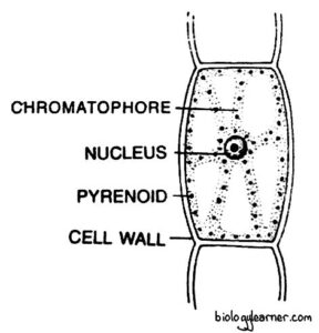 Ectocarpus: Features, Occurrence, Structure, Reproduction