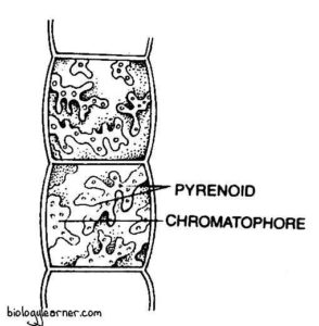 Ectocarpus: Features, Occurrence, Structure, Reproduction