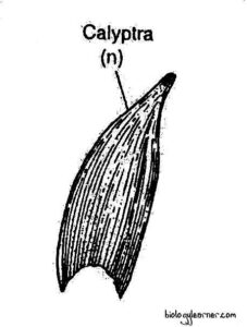 Polytrichum: Distribution, Structure, Reproduction