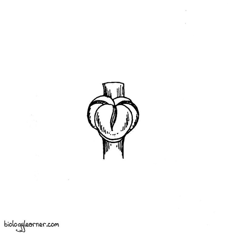 Psilotum: Distribution, Structure, Reproduction
