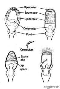 Sphagnum: Distribution, Structure, Reproduction