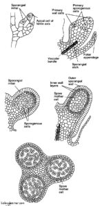 Psilotum: Distribution, Structure, Reproduction