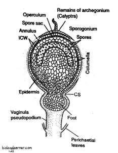Sphagnum: Distribution, Structure, Reproduction