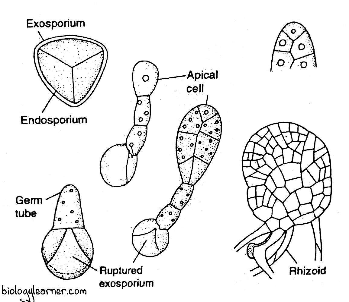 Sphagnum: Distribution, Structure, Reproduction