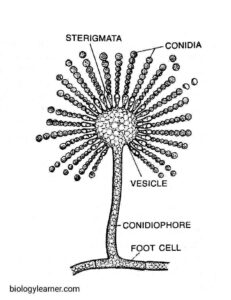 Aspergillus: Occurrence, Structure, Reproduction