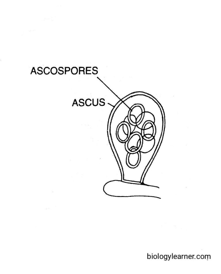 Aspergillus: Occurrence, Structure, Reproduction