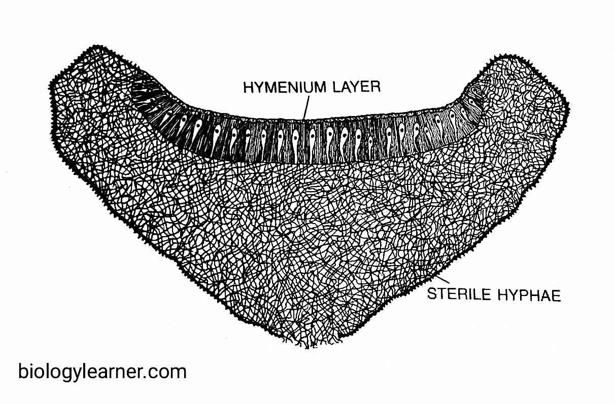 Ascobolus: Occurrence, Structure, Reproduction
