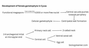 Evolution of Female Gametophyte in Gymnosperms