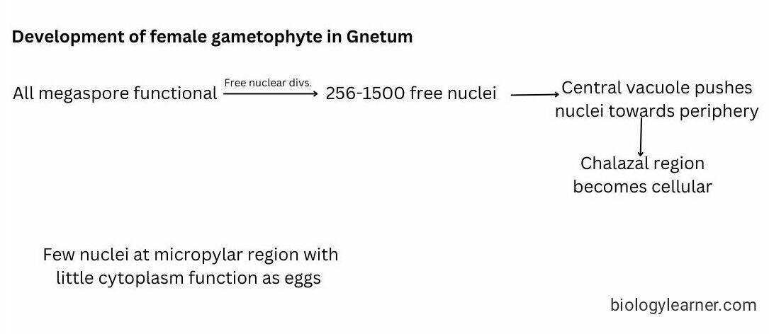Evolution of Female Gametophyte in Gymnosperms