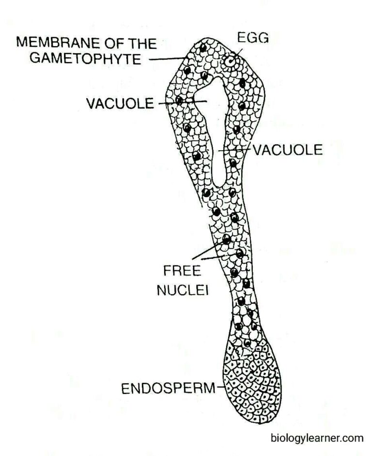 Evolution of Female Gametophyte in Gymnosperms
