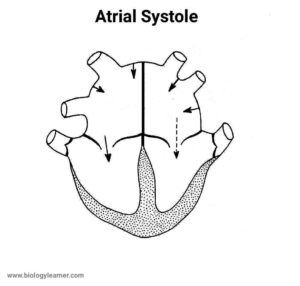 Cardiac Cycle and its Phases